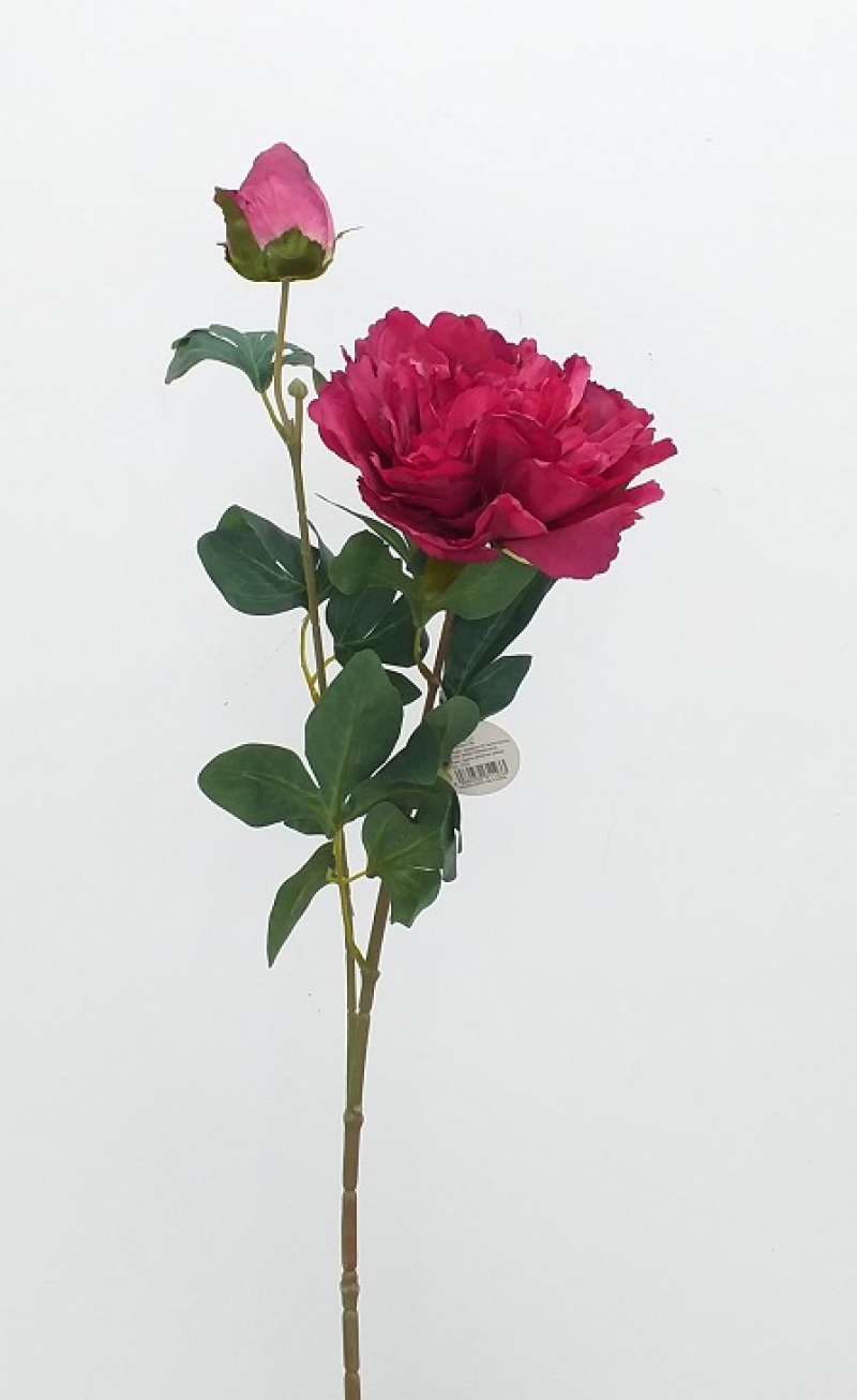 Haste de camélia 65cm (144) CP1123B B | Fertin