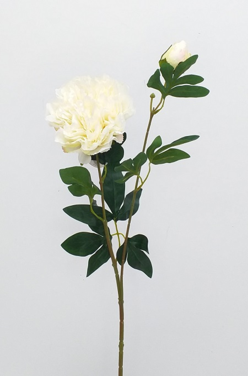 Haste de camélia 65cm (144) CP1123B B | Fertin